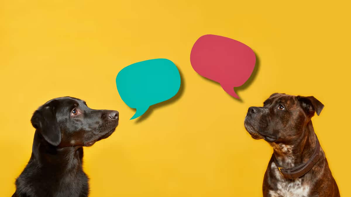 Comment répondre à une question que l’on ne veut pas entendre - LaFrenchCom